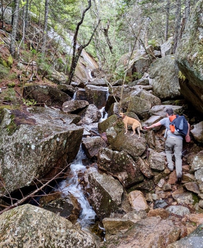 Acadia National Park – AirstreamDog